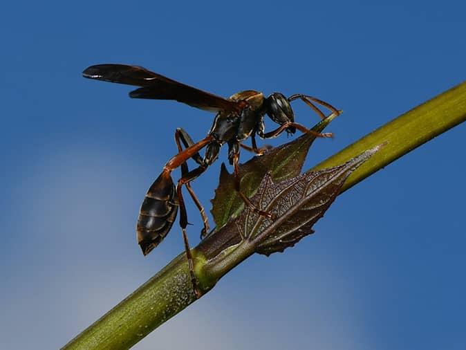 A Comprehensive Guide To Mud Daubers IN New Jersey NJ Stinging Insects
