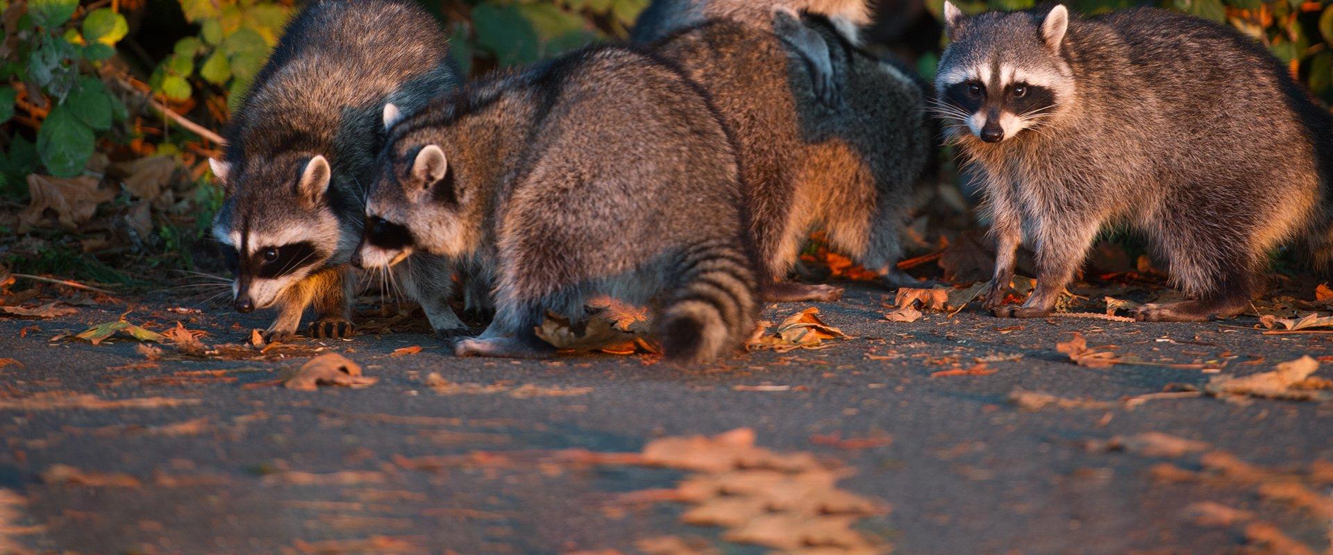 Wildlife Control | Wildlife Trapping & Exclusion For Frisco & North Dallas