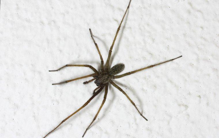 Pest Control Blog St. Louis, MO | Arenz Pest