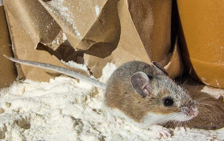 Pest Control Blog St. Louis, MO | Arenz Pest