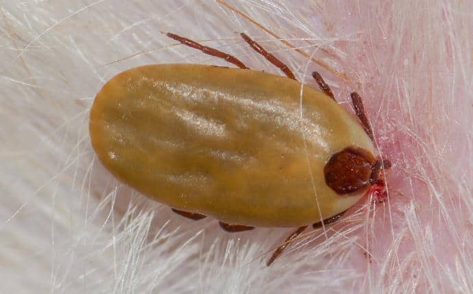 Ticks | A Guide To Ticks In Yakima & Kittitas Counties