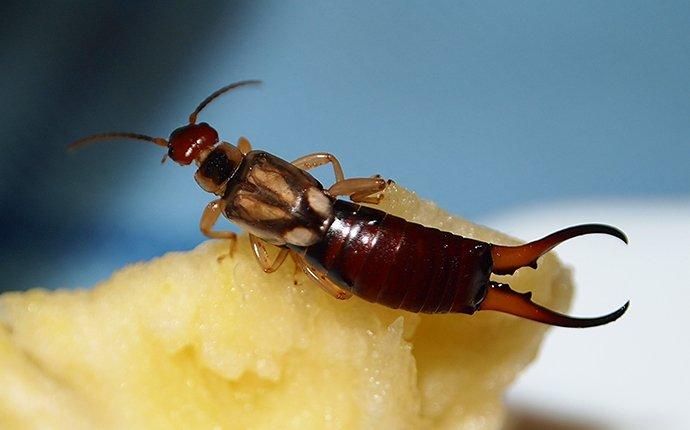 Earwigs | A Guide To Earwigs Found In Washington State