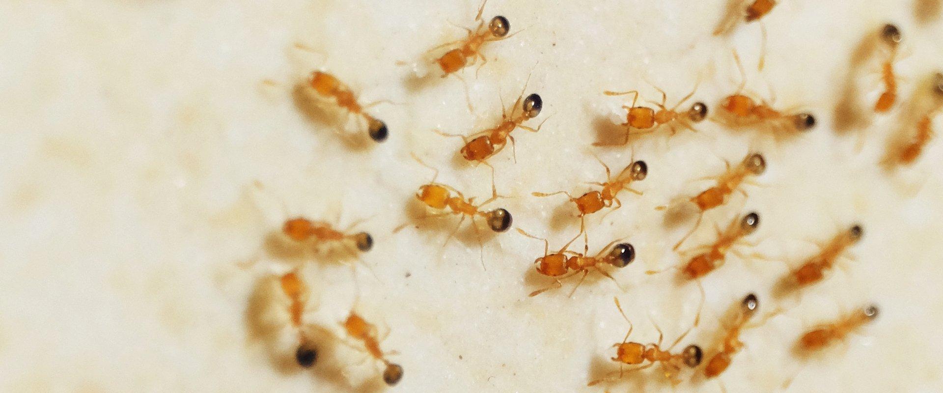 Pharaoh Ants | A Guide To Pharaoh Ants Found In Washington State