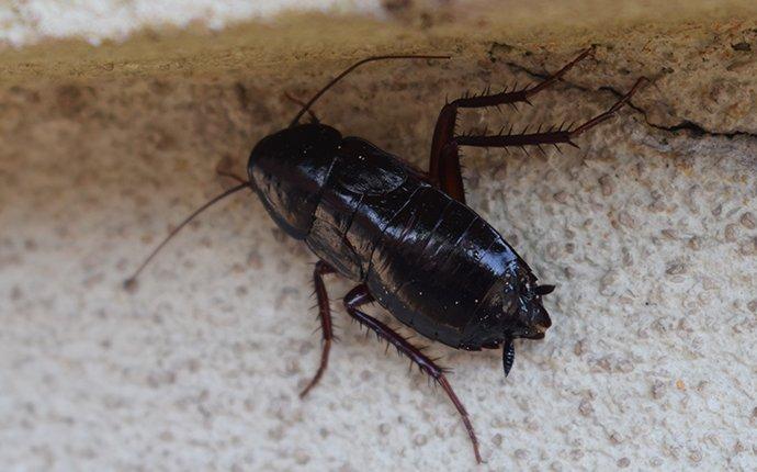 Oriental Cockroaches | Roach Identification, Control & Prevention Tips