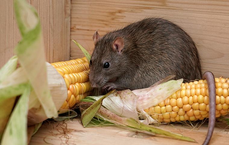 Rat Infestations: Prevention and Control Strategies For Your Nashville Home