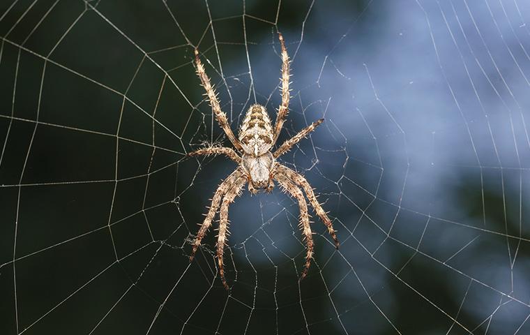 Spiders Be Gone: A Guide To Keeping Spiders Out Your Franklin Home