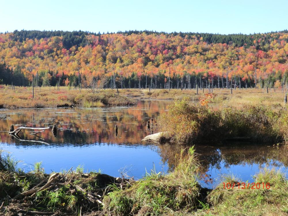 Grantham Town Forest - Trail Finder