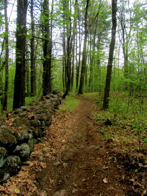 Frye Town Forest - Trail Finder