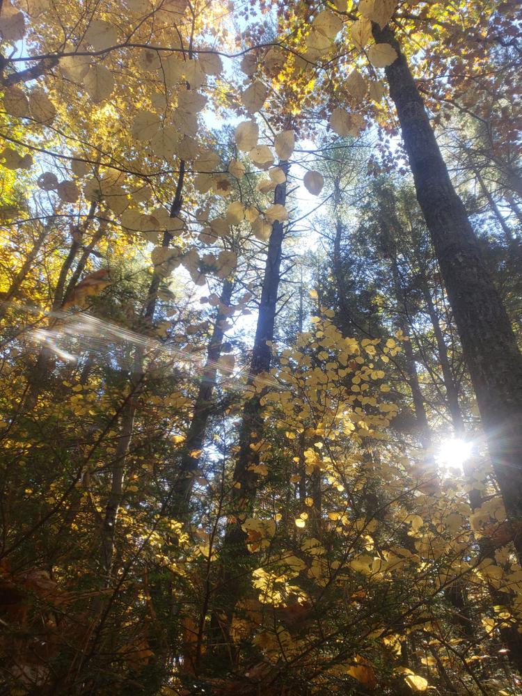 Acorn Town Forest - Trail Finder