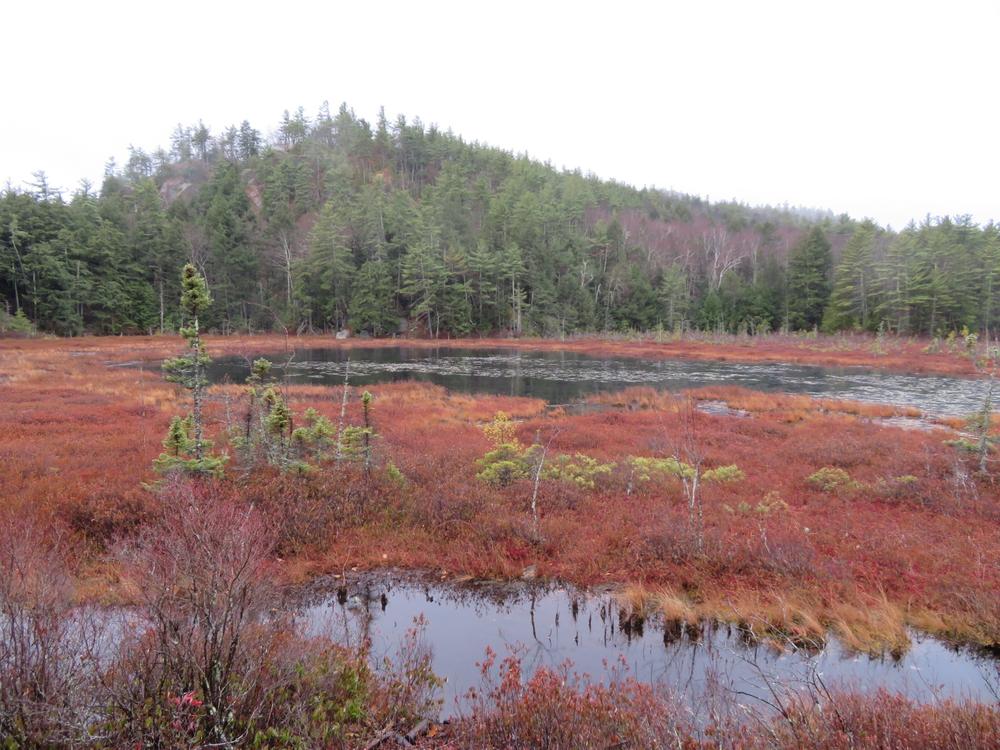 Howard Swain Memorial Forest - Southeast Land Trust of NH - Trail Finder