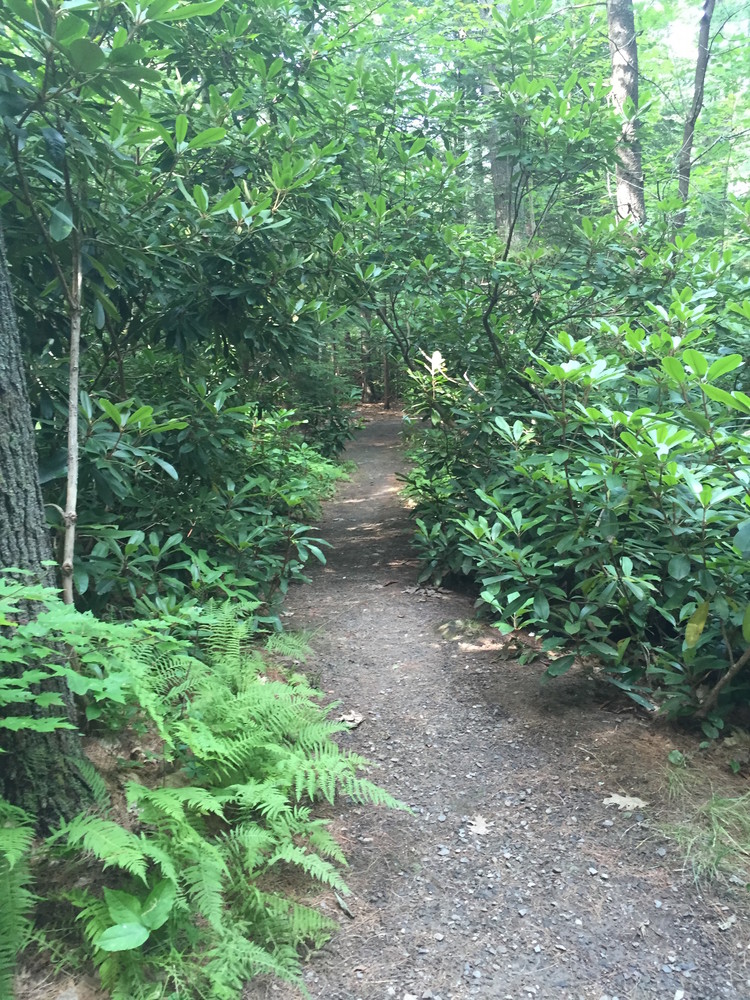Rhododendron State Park & Little Monadnock Mountain - Trail Finder