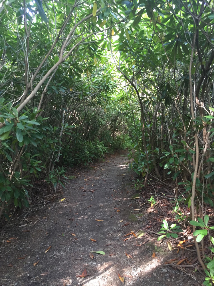 Rhododendron State Park & Little Monadnock Mountain - Trail Finder