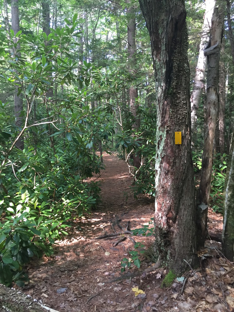 Rhododendron State Park & Little Monadnock Mountain - Trail Finder