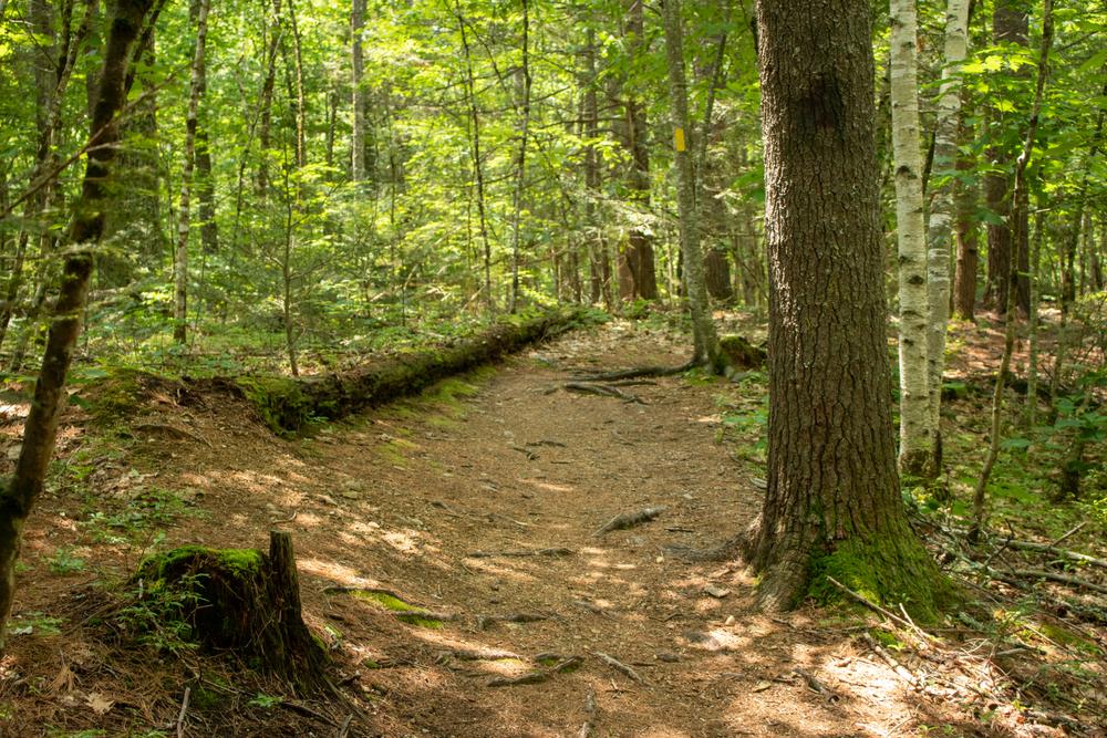 Lee Town Forest - Trail Finder