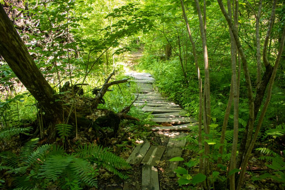 Lee Town Forest - Trail Finder