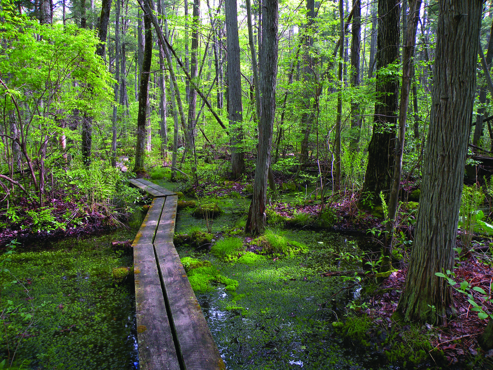 Manchester Cedar Swamp - Trail Finder