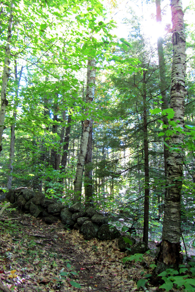 Fox Forest - Trail Finder