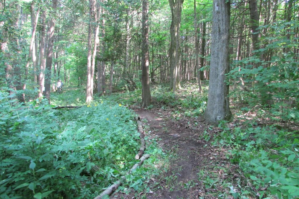 Tracy Woods - Trail Finder