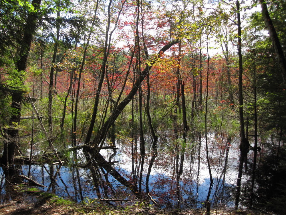 Meredith Community Forest - Trail Finder