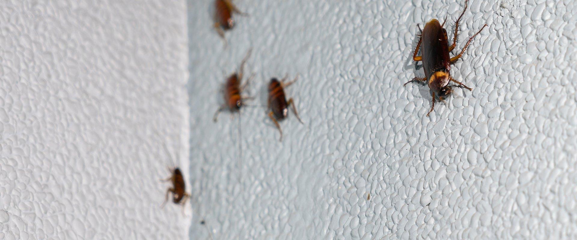 Cockroach Exterminator Phoenix | Green Home Pest Control