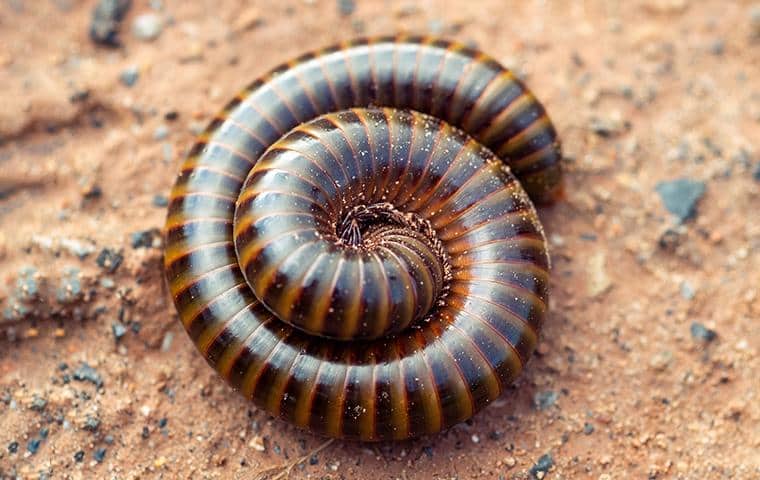 Millipedes | A Pest Identification & Prevention Guide For NY & CT