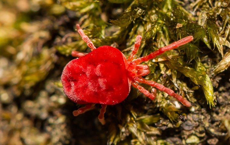 Chiggers A Guide To Dallas And North Tx Home Pest Control